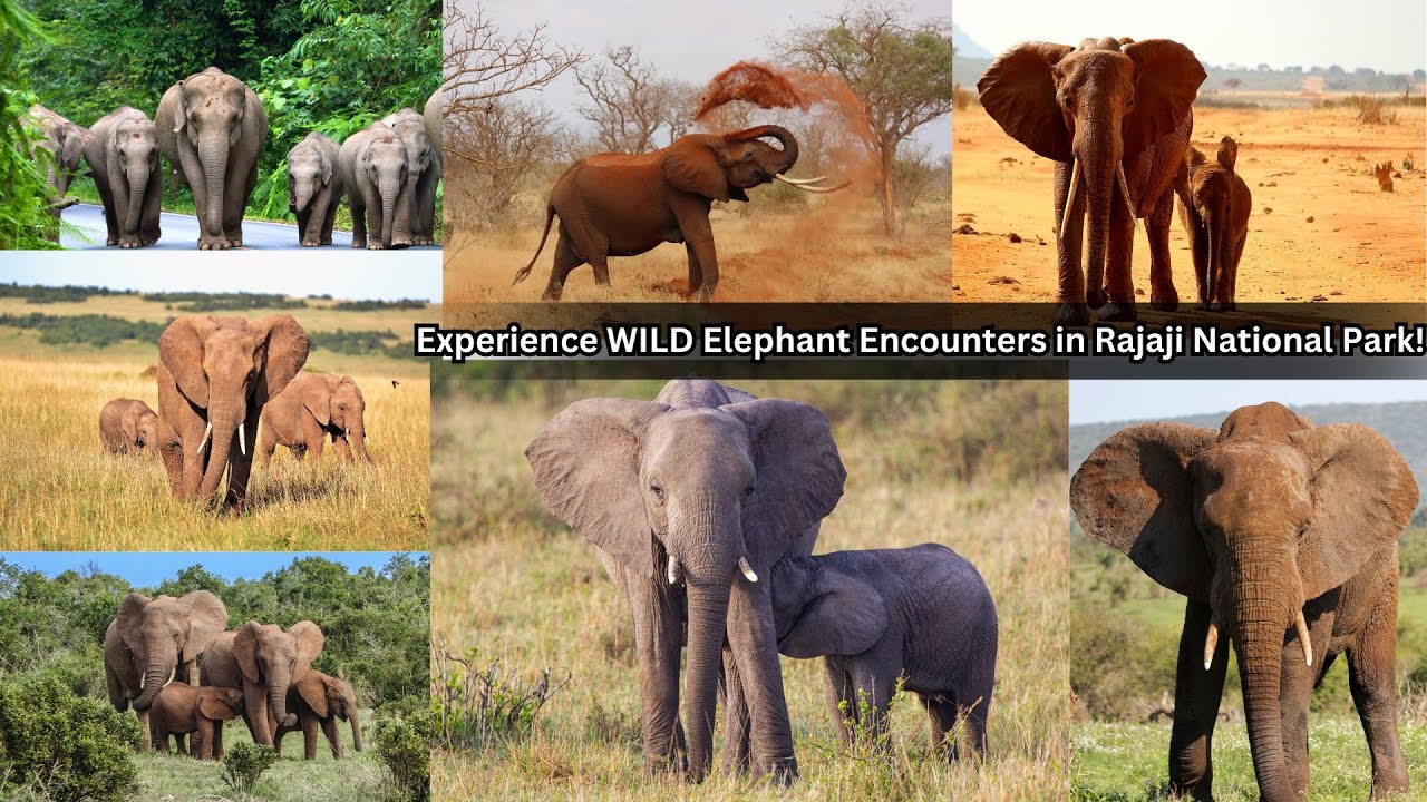 Experience WILD Elephant Encounters in Rajaji National Park! - YouTube