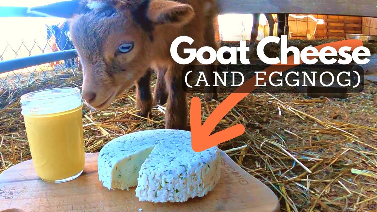 Dairy Processing Day: Snacking Cheese & From-Scratch Eggnog! - YouTube