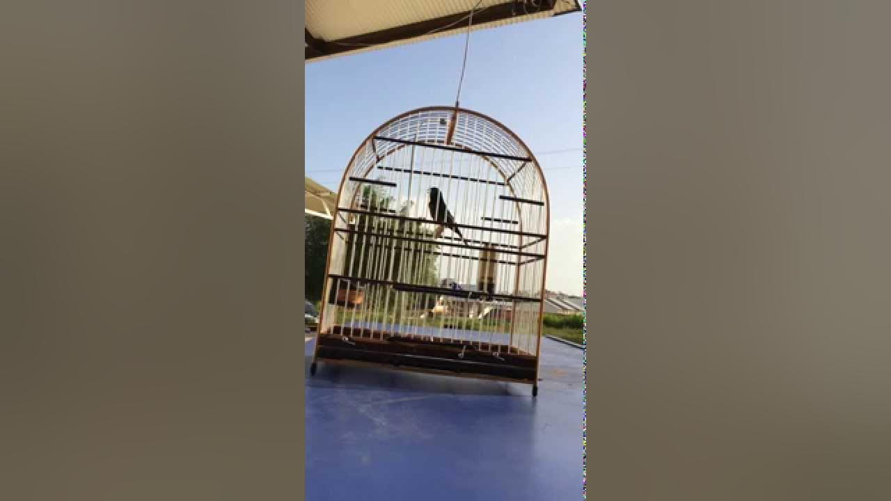 Picolet - Pie Suriname [LEE] - YouTube