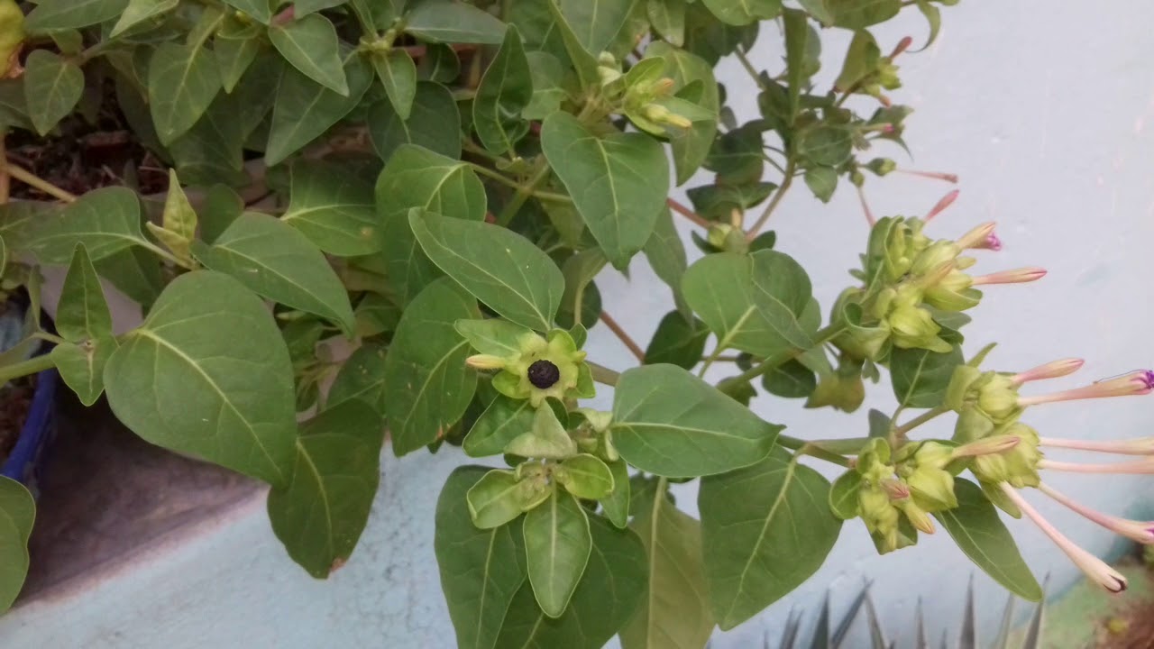 Flor Maravilha - YouTube