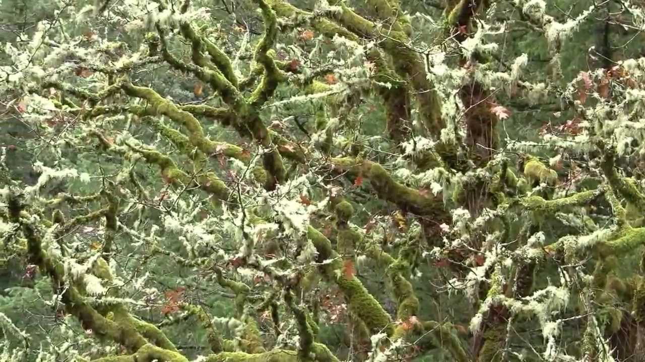 Epiphytes (Moss, Lichen), WA, USA. Эпифиты (130sp) - YouTube