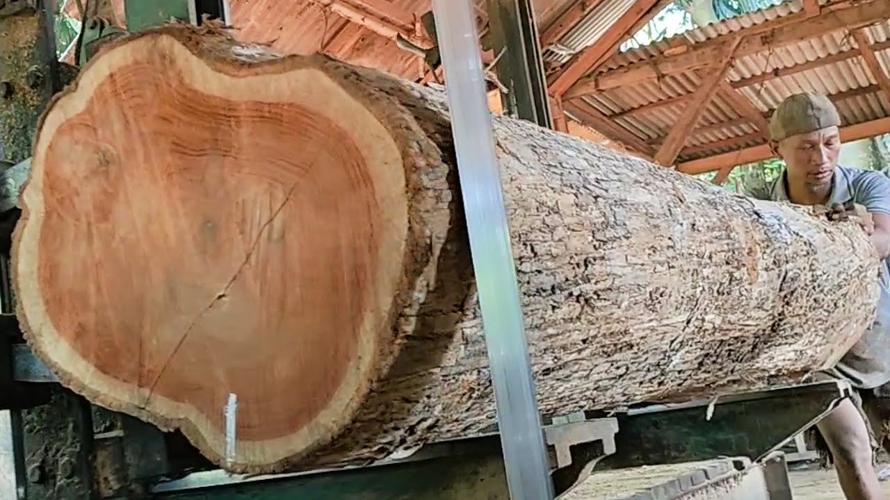 extraordinary technique for sawing super teak wood trunks full of old ...