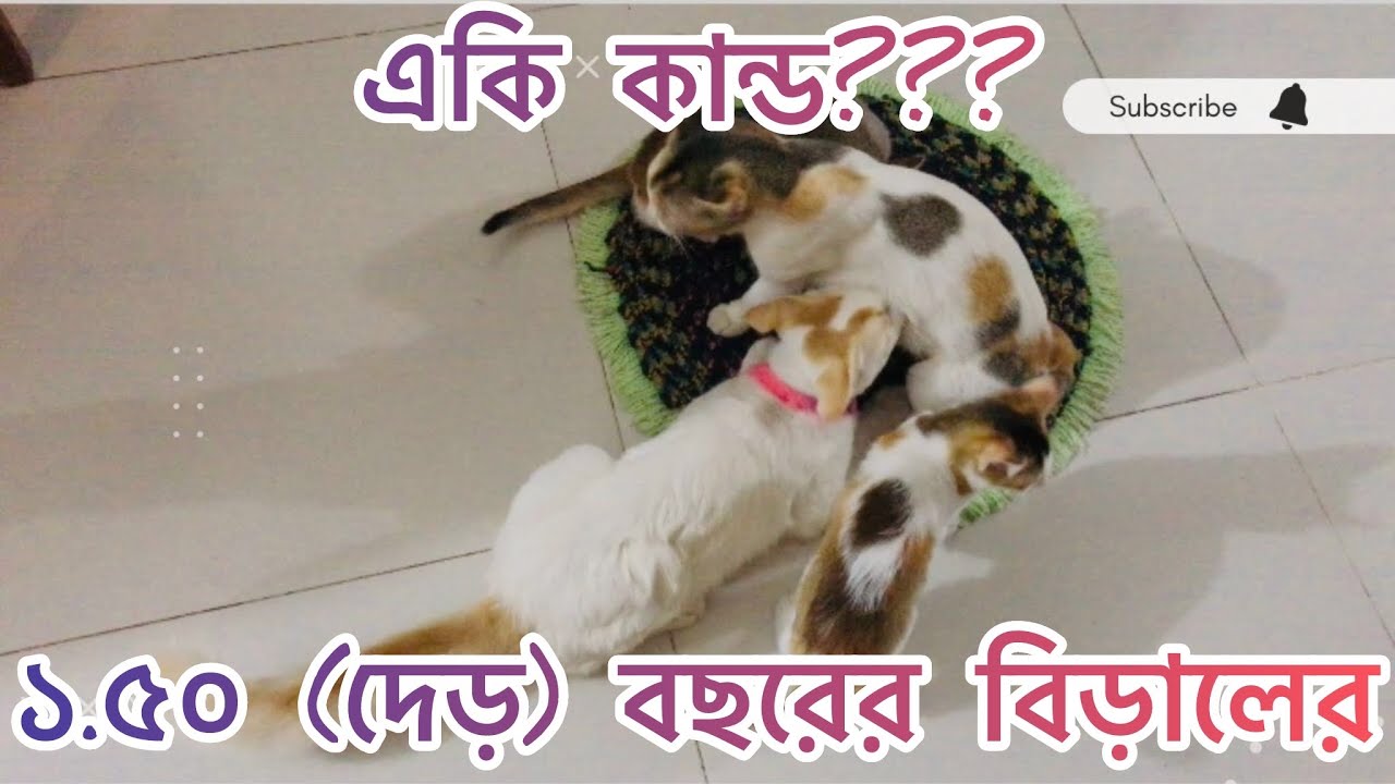 ১.৫০ (দেড়) বছরের বিড়ালের মায়ের দুধ খাওয়ার ভাইরাল ভিডিও || FKJ ...