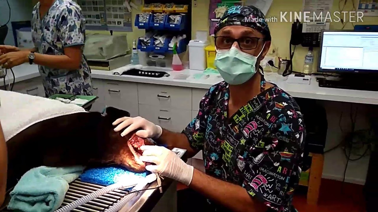 Currimundi Vets - Patient Journey - Dentistry and Oral Health - Canine ...