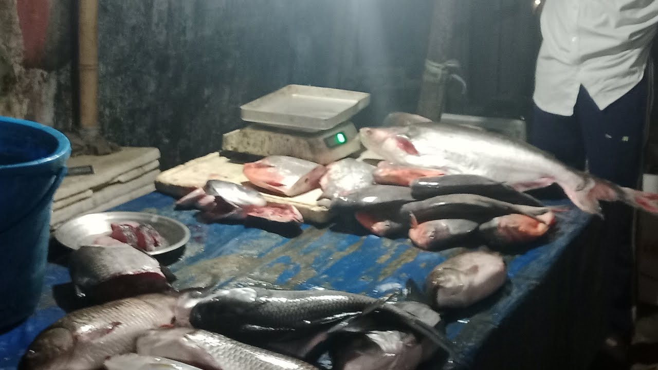 YouTube live fish , live video , fish life - YouTube