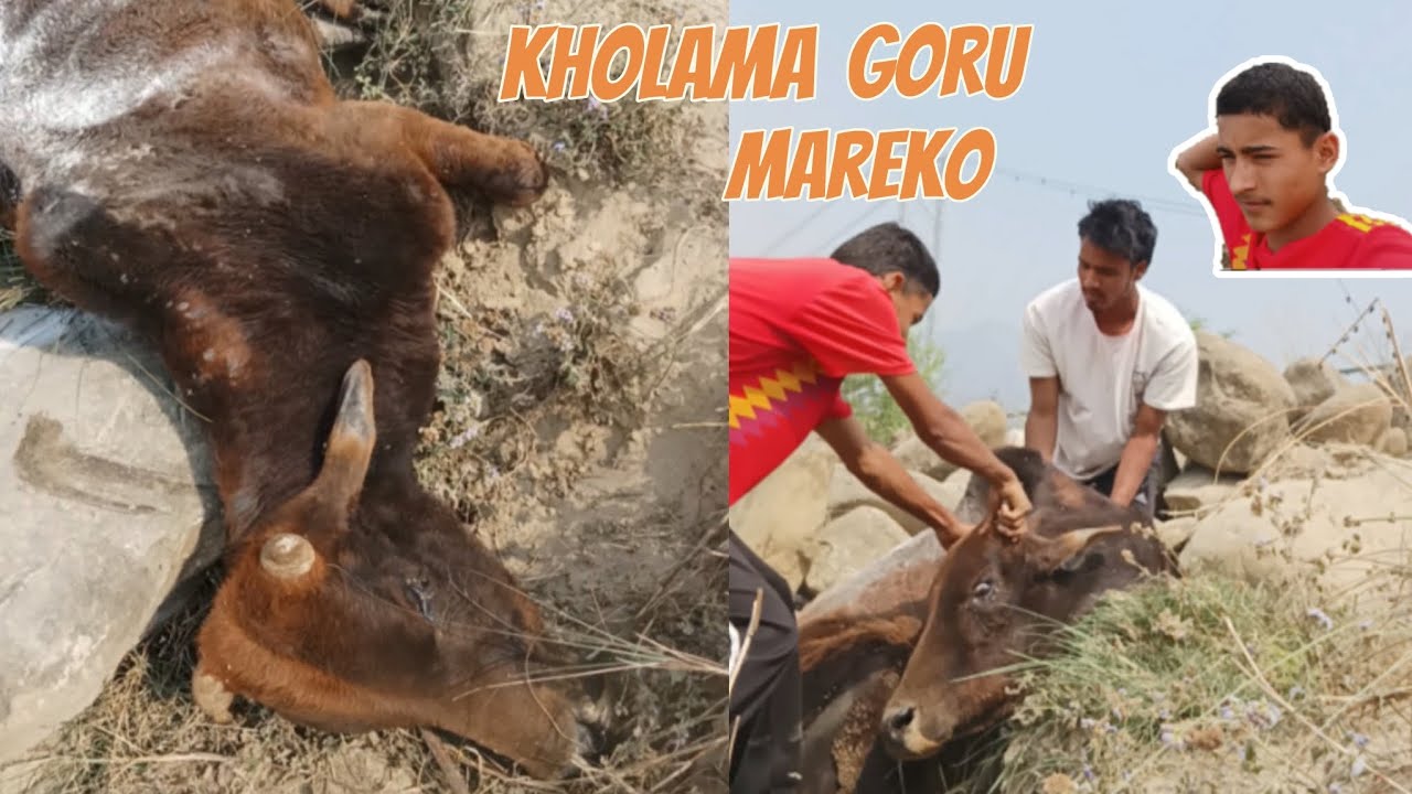 ghamle garda kholama goru mare xa🙄😪#ncramesh - YouTube