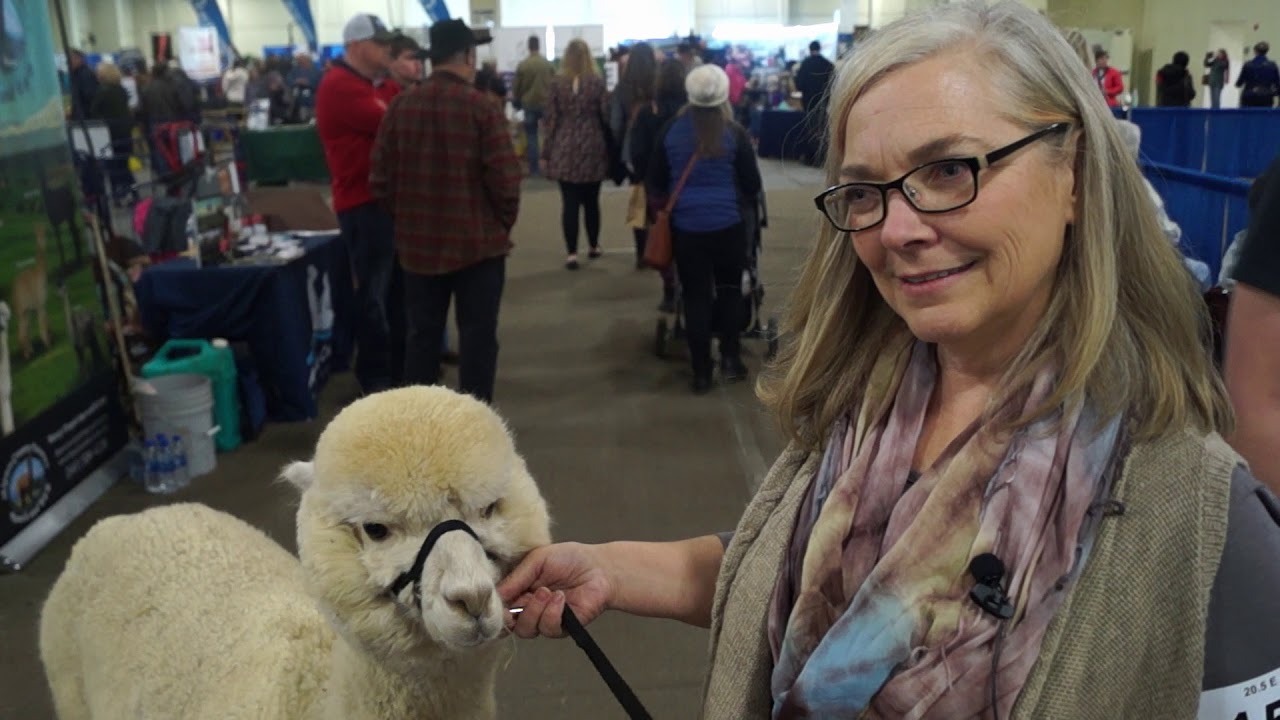 WHAT IS AN ALPACA? CAROLINA ALPACA CELEBRATION. CONCORD, NC - YouTube