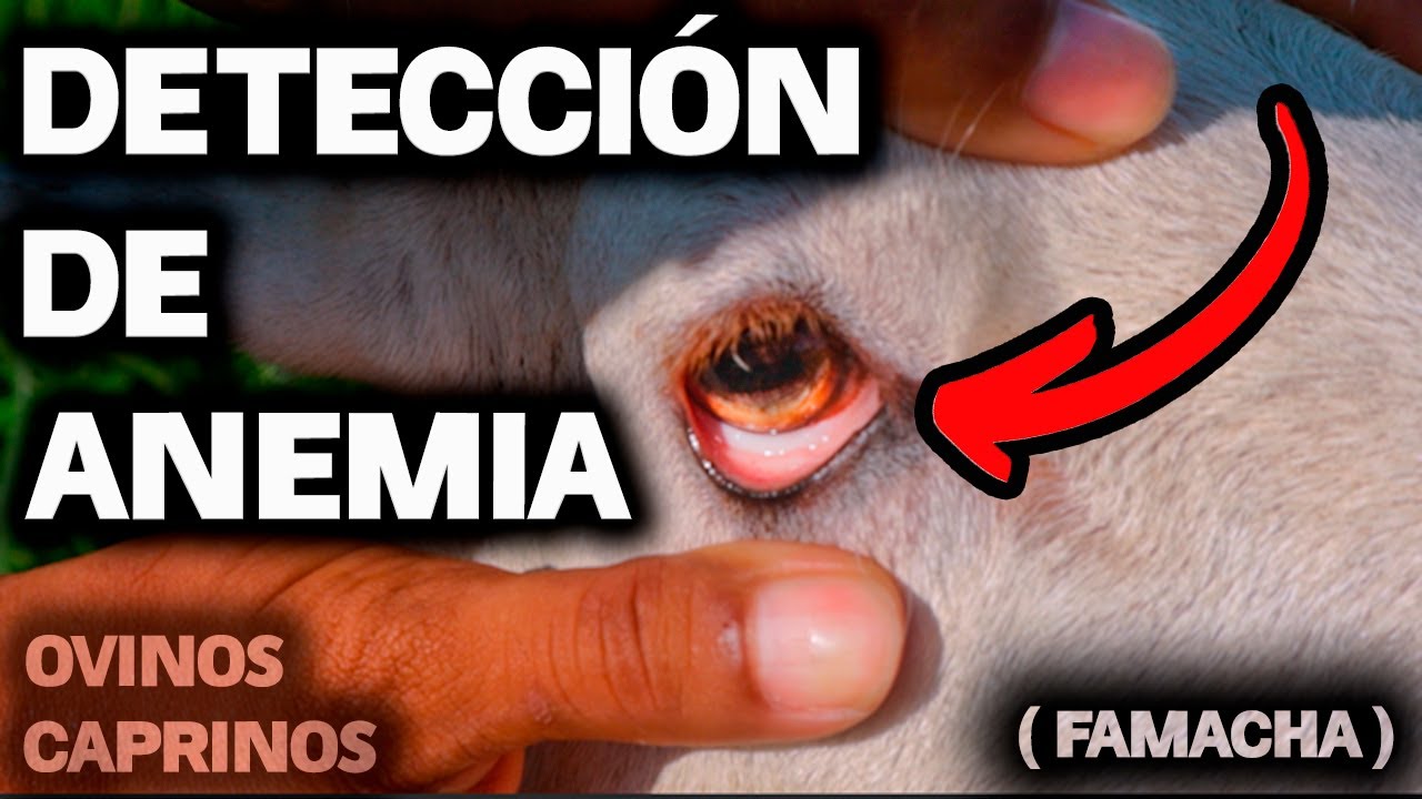 ANEMIA EN OVEJAS Y CABRAS (famacha) - YouTube