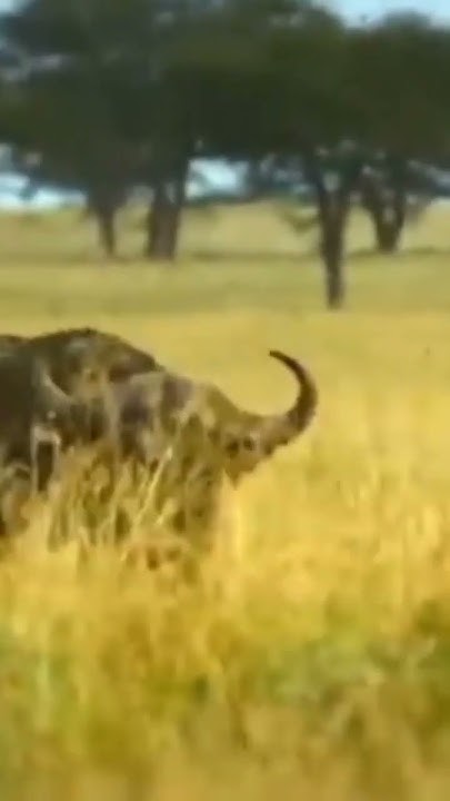 baffalo ke attacks Tiger #shorts #2023 - YouTube