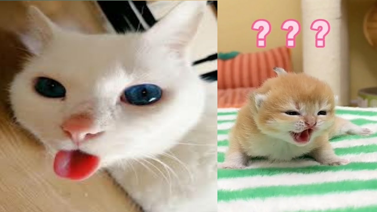Cat meow | cat baby sound | meowing kittens | kittens meowing sound ...
