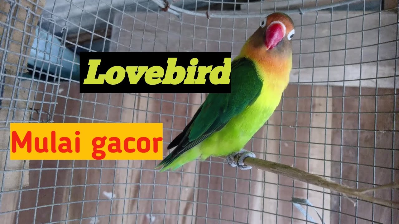 mulai gacor @bang jo channel - YouTube