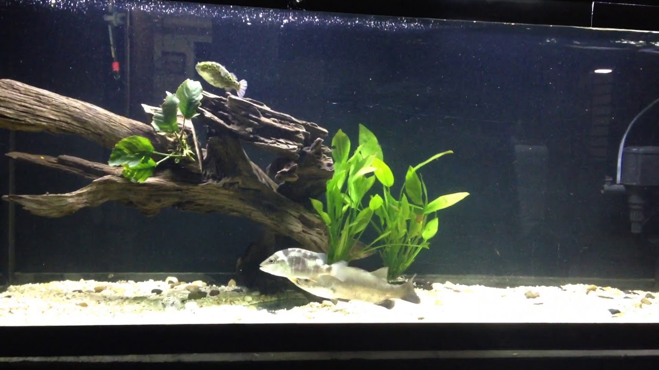 barramundi feeding , mangrove jack attack,memberi makan ikan siakap ...