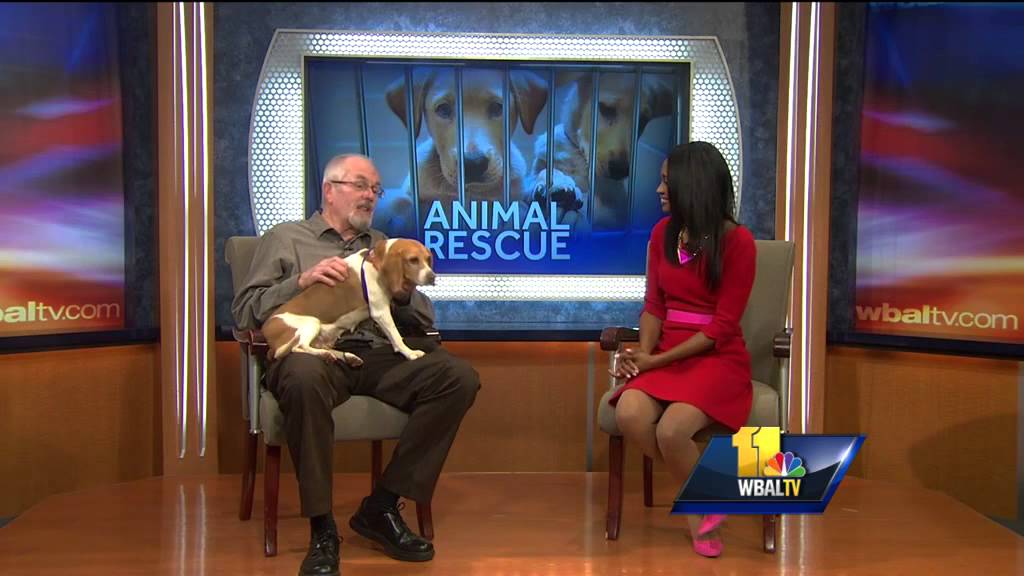 6-year-old beagle, Trixie, seeks home - YouTube