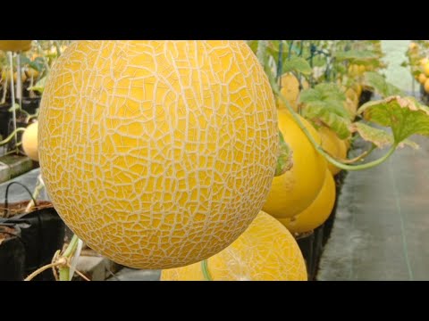 Panen Melon Sultan Ponpes Nufat #banjarmargo #aksibergizi #ponpes - YouTube