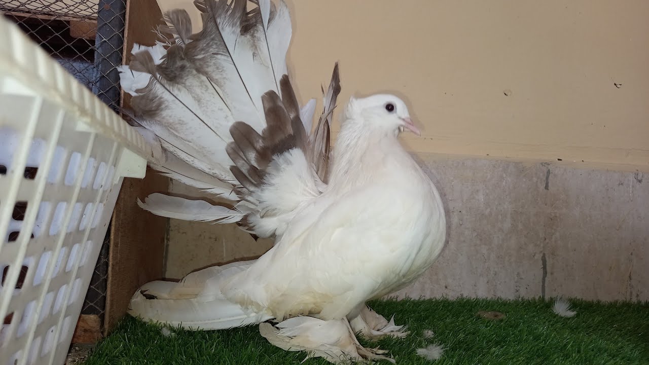 Huge Size Imported bloodline Chocolate Tail Mark American Fantail ...