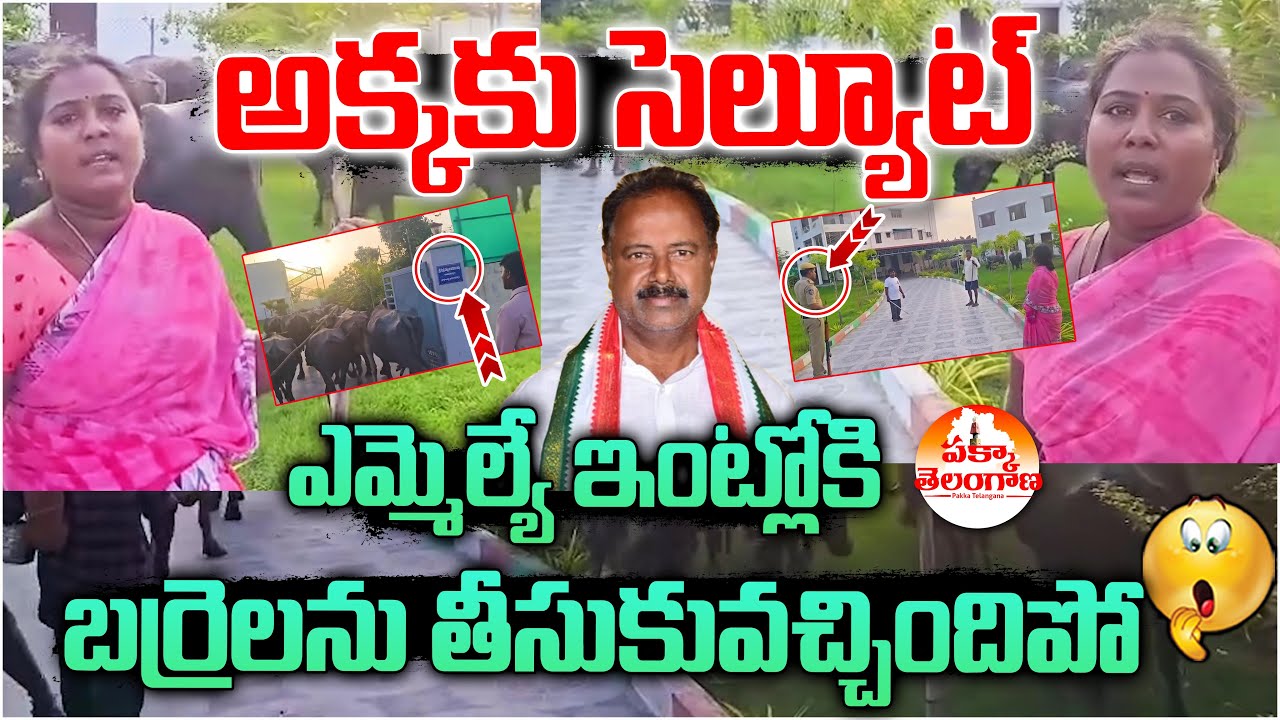 అక్కకు సెల్యూట్..! ఎమ్మెల్యే ఇంట్లోకి బర్రెలను తీసుకువచ్చిందిపో..| MLA ...