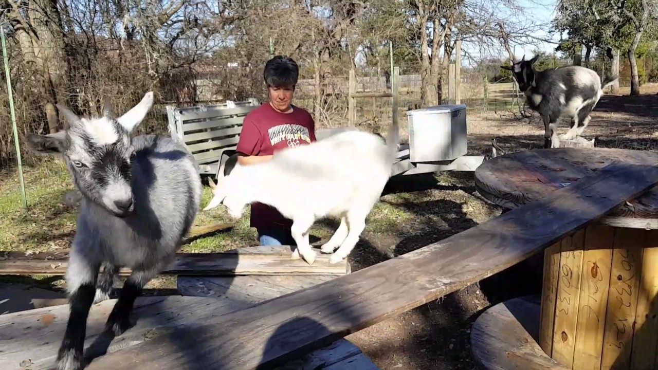Cute goat tricks! - YouTube