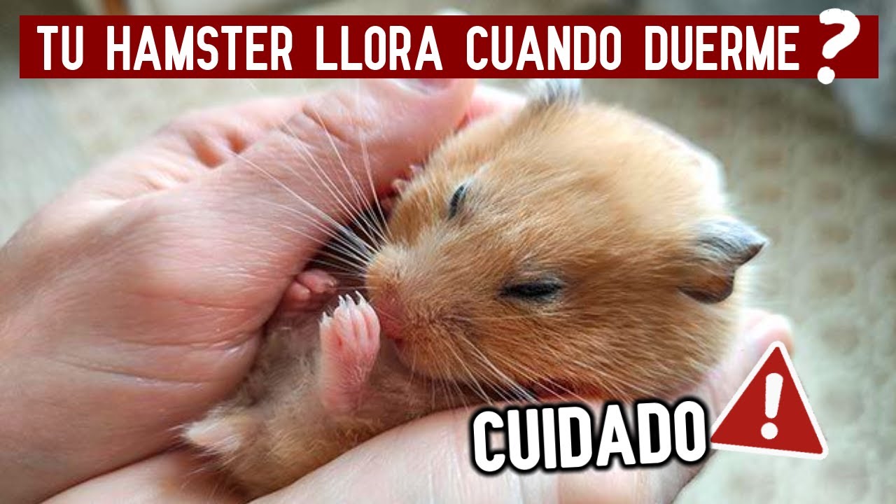 Por que mi hamster LLORA cuando DUERME? - SONIDOS DEL HAMSTER - YouTube