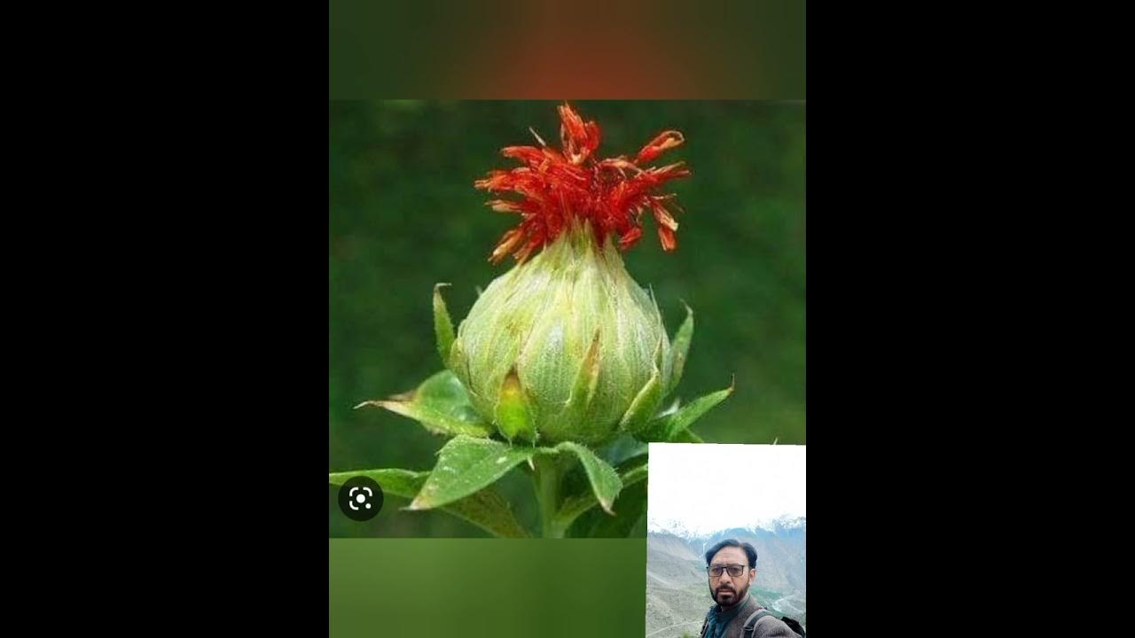 گلگت بلتستان میں پایا جانے والا مشہور داوء قرطم - YouTube