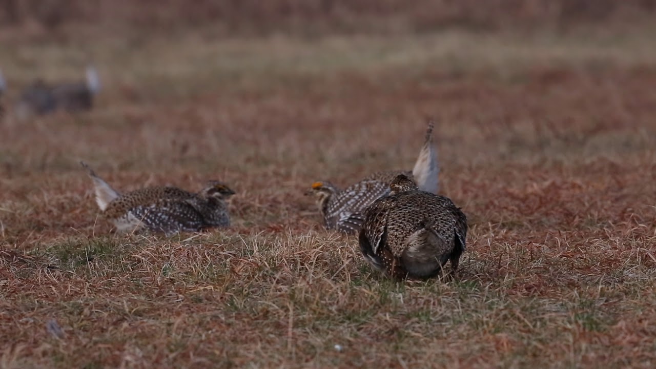Sharp Tailed Grouse Mating Dance 2019 - YouTube