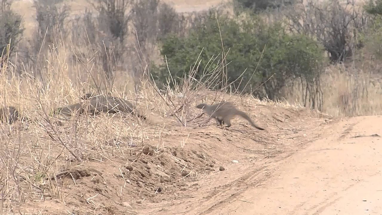 30016 Banded mongoose running - YouTube