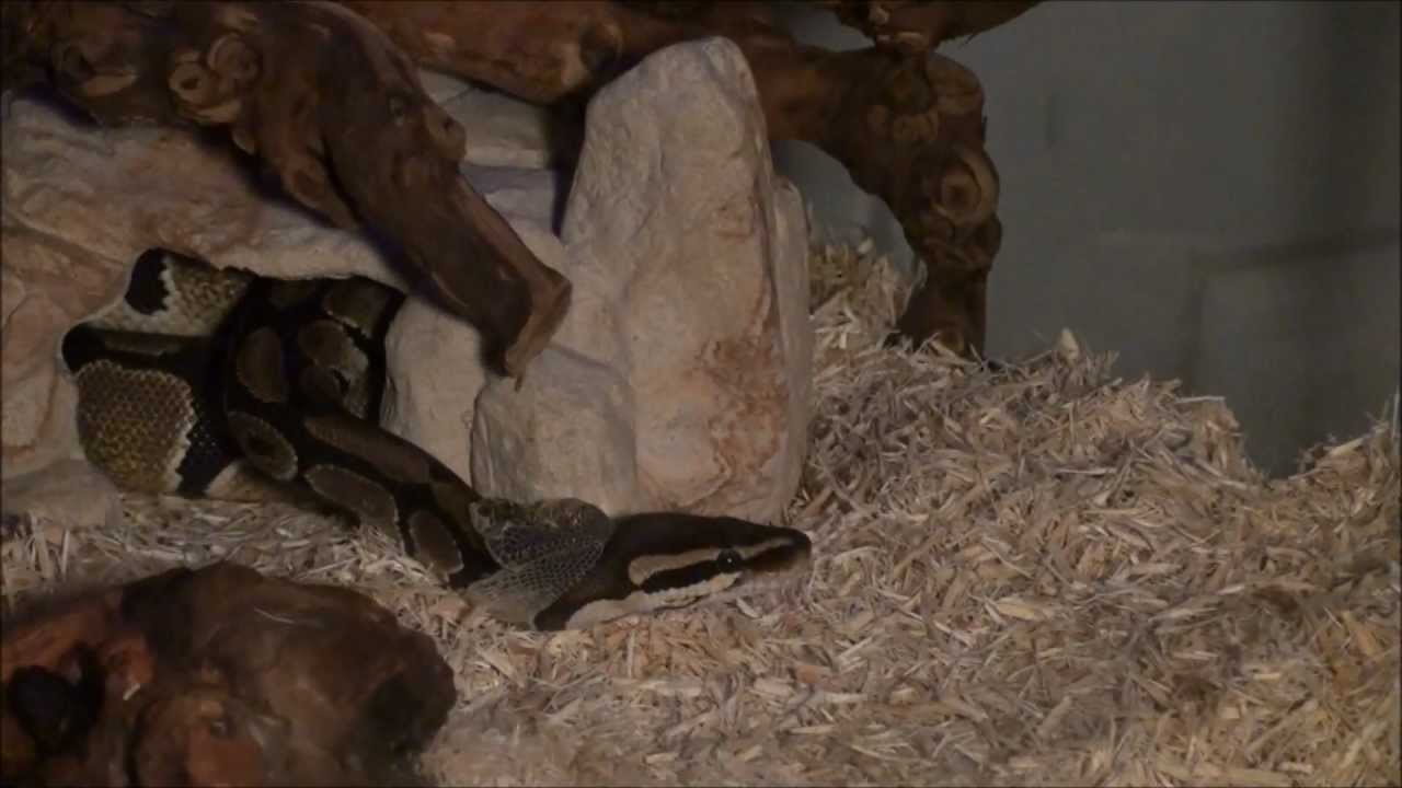 Best Snake Shedding Skin Video, Ball (Royal) Python [Змея линяет, питон ...