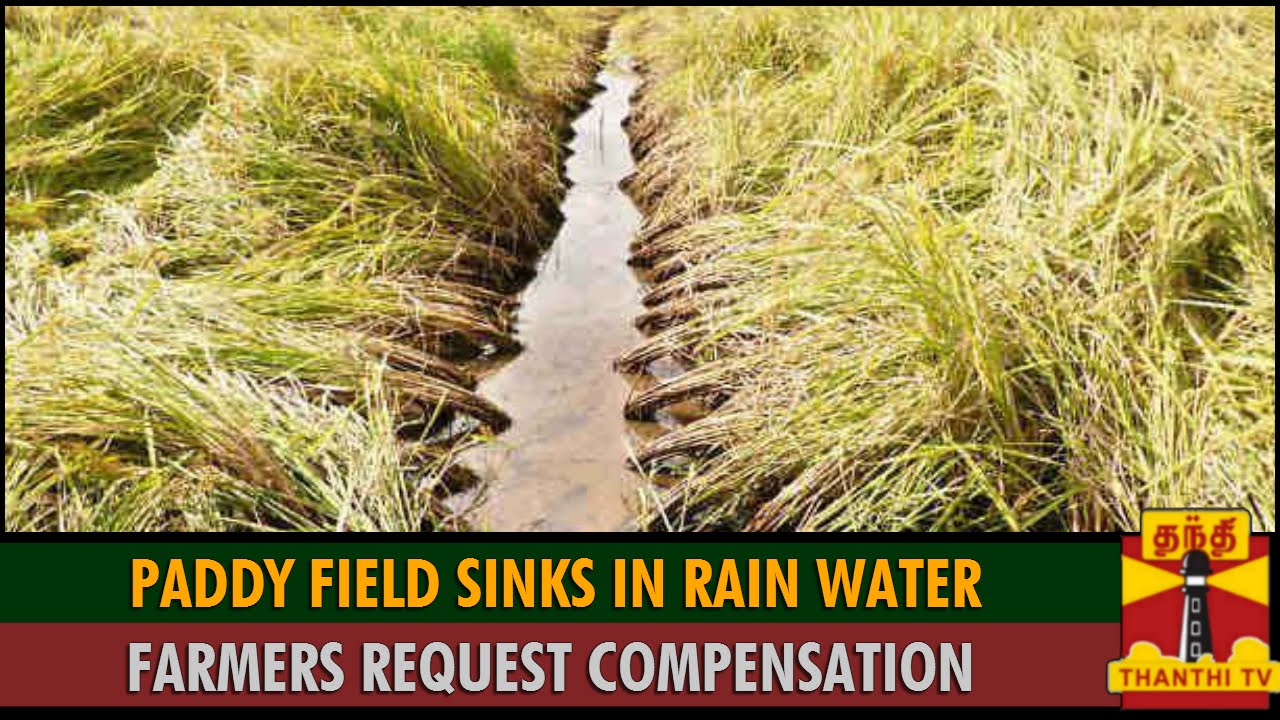 Effect of Rainfall : Paddy Field Sinks in Rain Water, Farmers Request ...