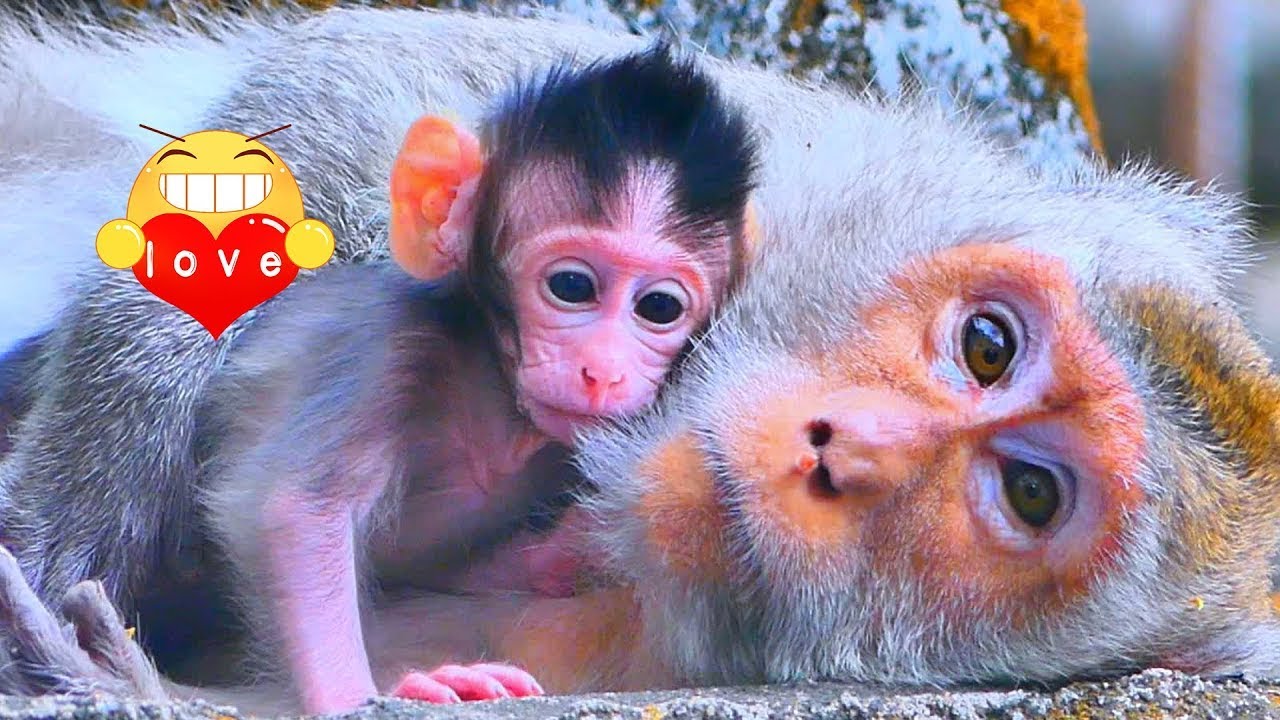 Oh My Goodness! Take a look to adorable cute monkey baby is warmly cuz ...