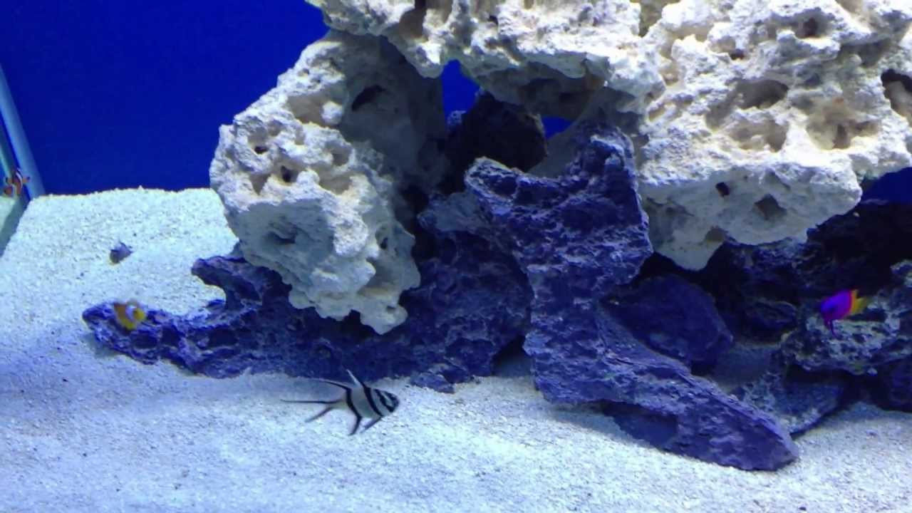 Fowler Saltwater Tank - YouTube