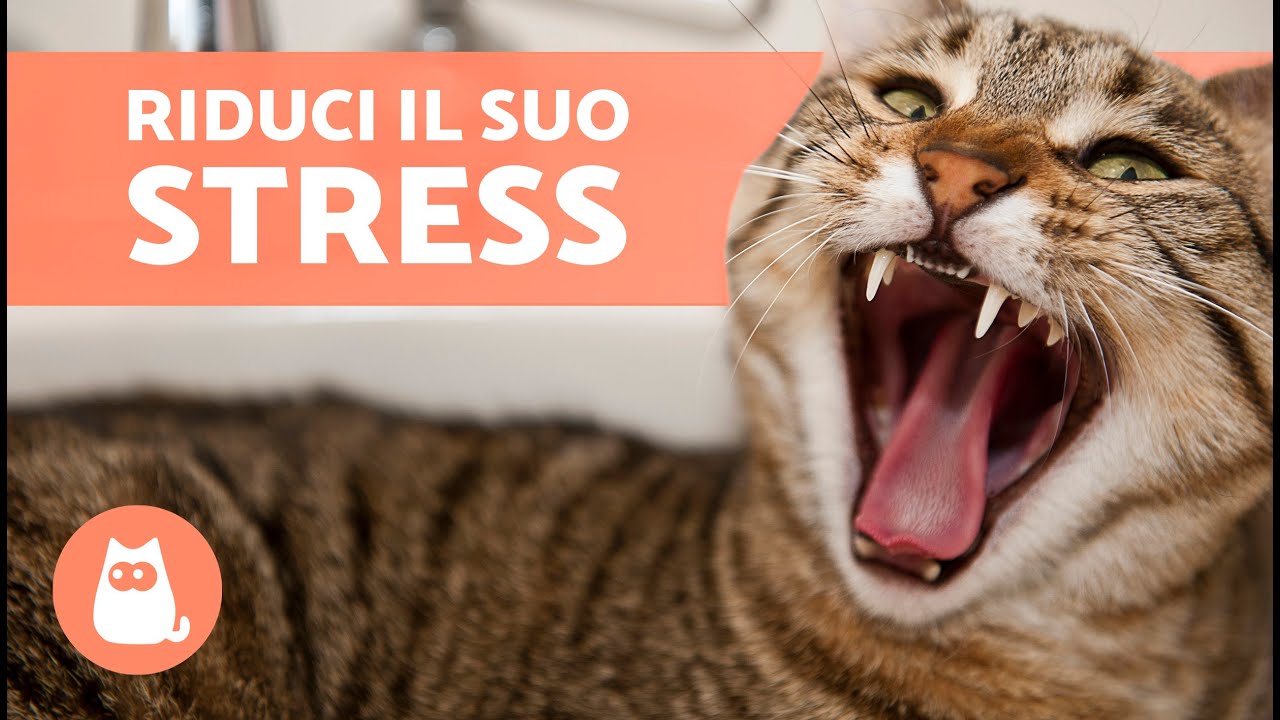 Come RILASSARE un GATTO STRESSATO 🐱 Riduci lo Stress nei Gatti! - YouTube