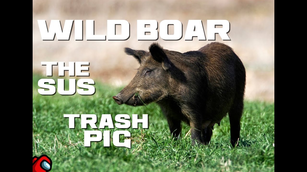 10 Wild Boar Facts - The SUS Trash Pig - Animal a Day - YouTube