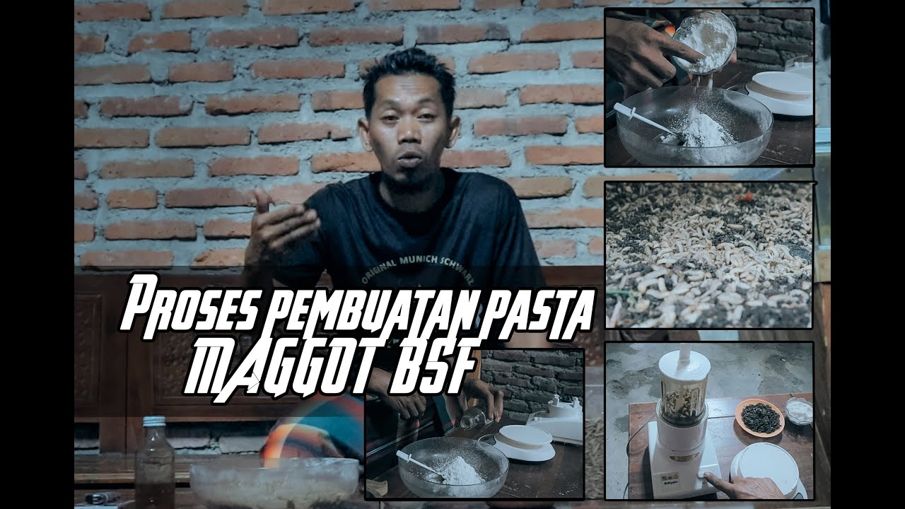 39.PROSES PEMBUATAN PASTA MAGGOT BSF - YouTube