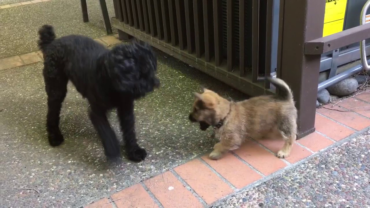 Cara & Henry, 5/16/18 - YouTube