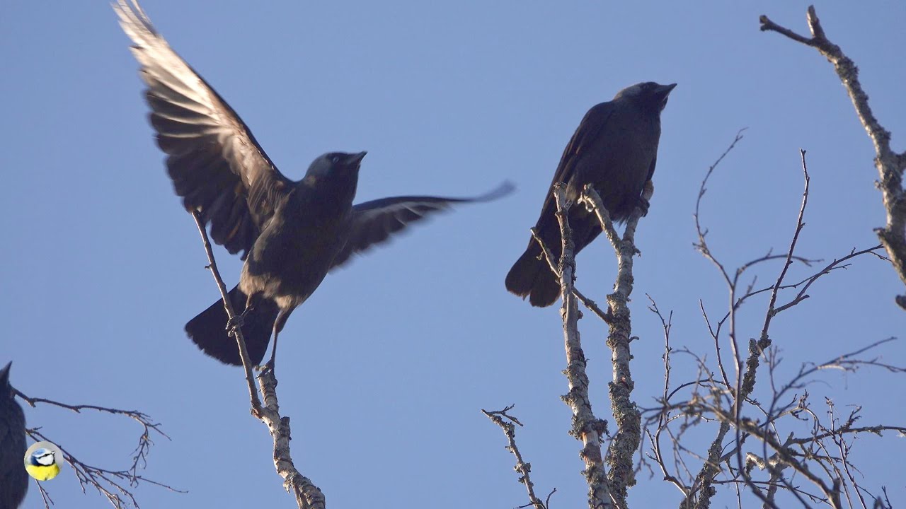 A flock of Eurasian Jackdaws flying around 🦜🦜☘️🌲🧡 - YouTube