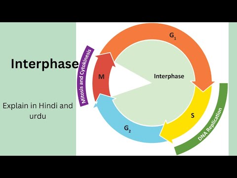 cell cycle Interphase/ Class 9th / Chapter 05 / Explain in Hindi and ...