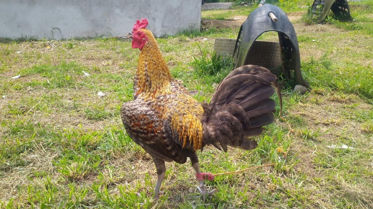 MANOK PANABONG NI BOSS TIKZ | hatch dom golden boy hatch grey 5k sweter ...