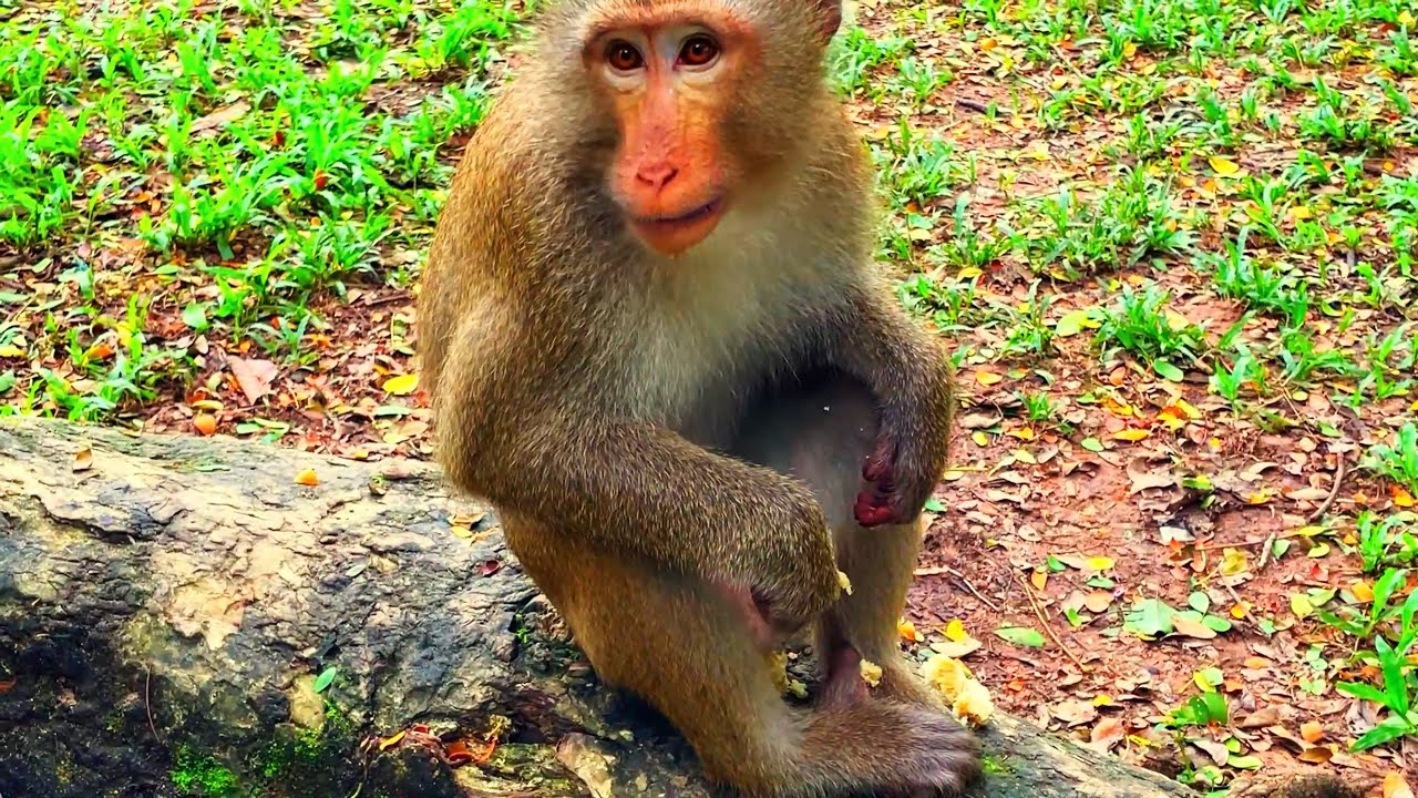 Today Rich Monkey Stay only eat foods - YouTube