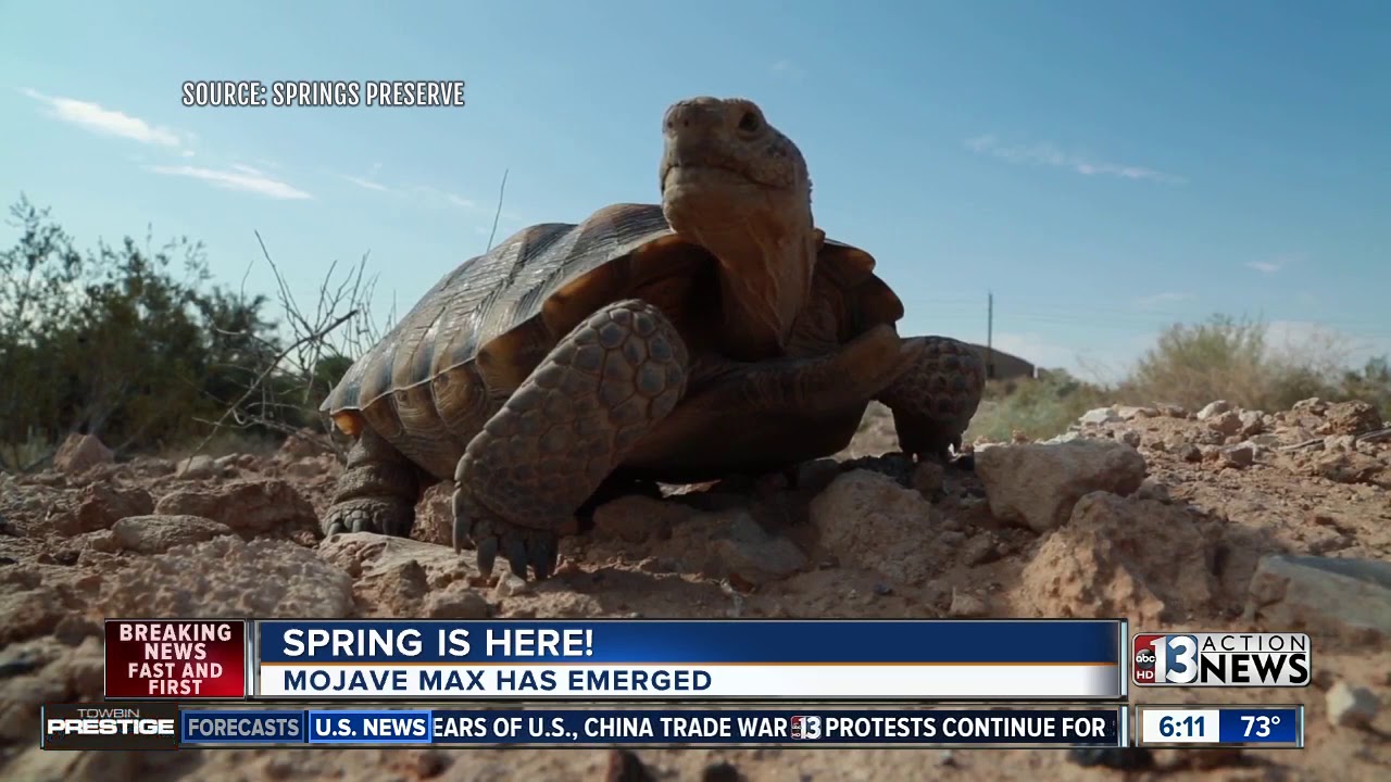 Desert tortoise Mojave Max has emerged from Las Vegas burrow - YouTube