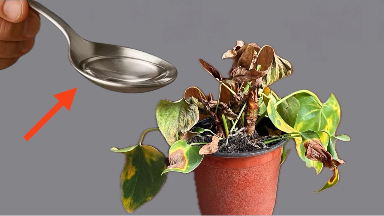 How to Revive Any Plant Instantly With This Simple Trick (Works Every ...