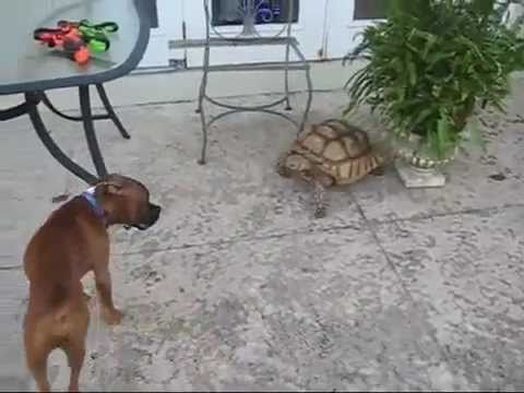 Tartaruga se diverte perseguindo  o Boxer