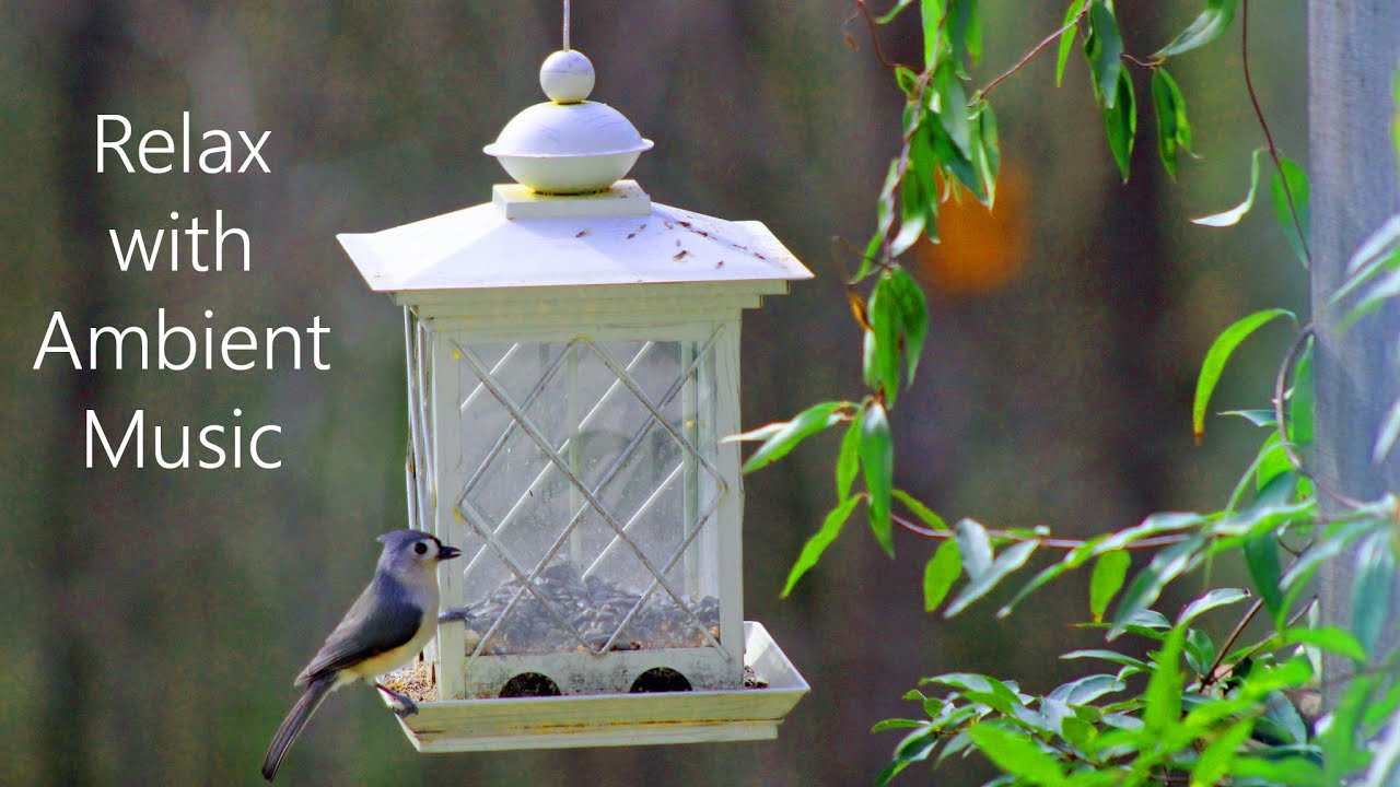 Ambient Bird Feeder Video 🐦 Over 1 Hour Of Relaxing Music 🎼 Perfect For ...