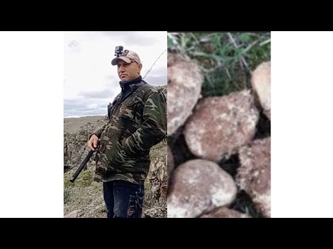 domalan mantarı topladım #domalanmantarıtopladim