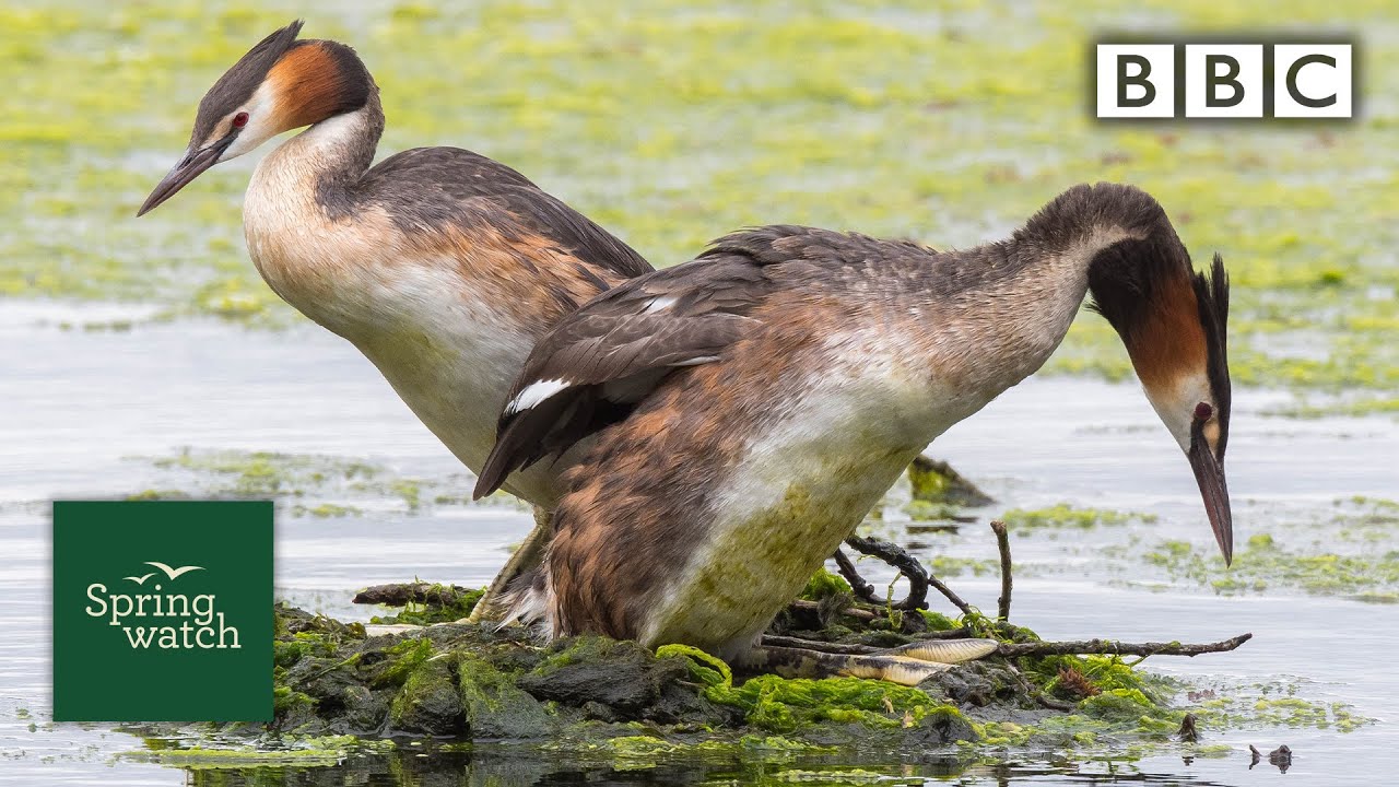 Our spring wildlife webcams live! 🐤🦊🐿 - Sun 7 June Late - Springwatch ...