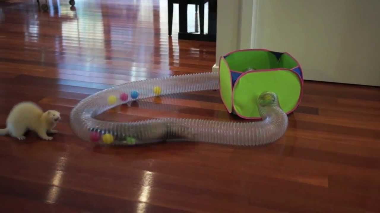Ferrets Playing Together - YouTube