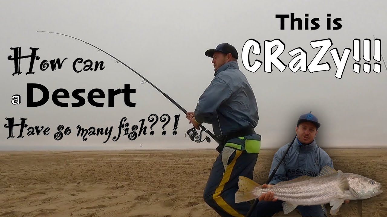 Crazy Fishing morning with loads of Kob in a feeding frenzy! Fishing ...