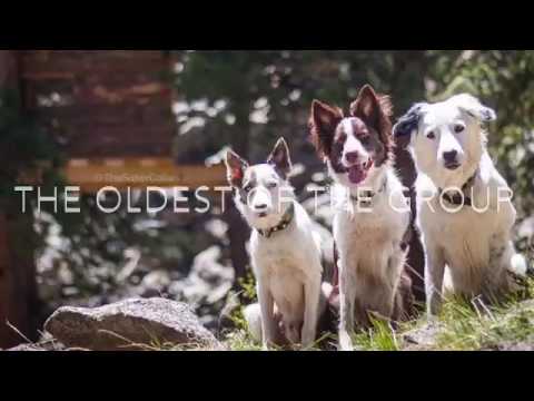 Meet the super collies-made by Super collies fan-Hero,Marvel and Loki ...