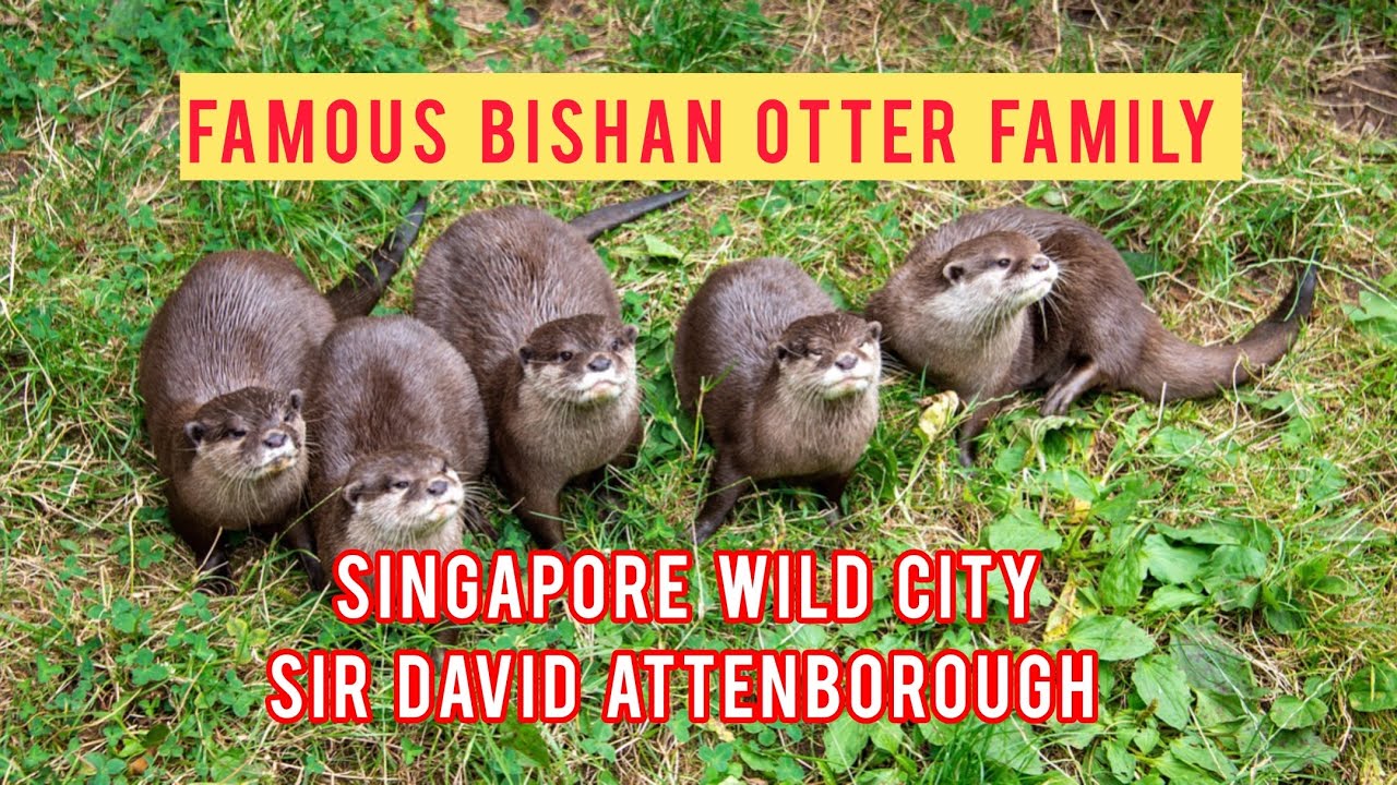 THE FAMOUS BISHAN OTTER FAMILY | WILD CITY BY SIR DAVID ATTENBOROUGH ...