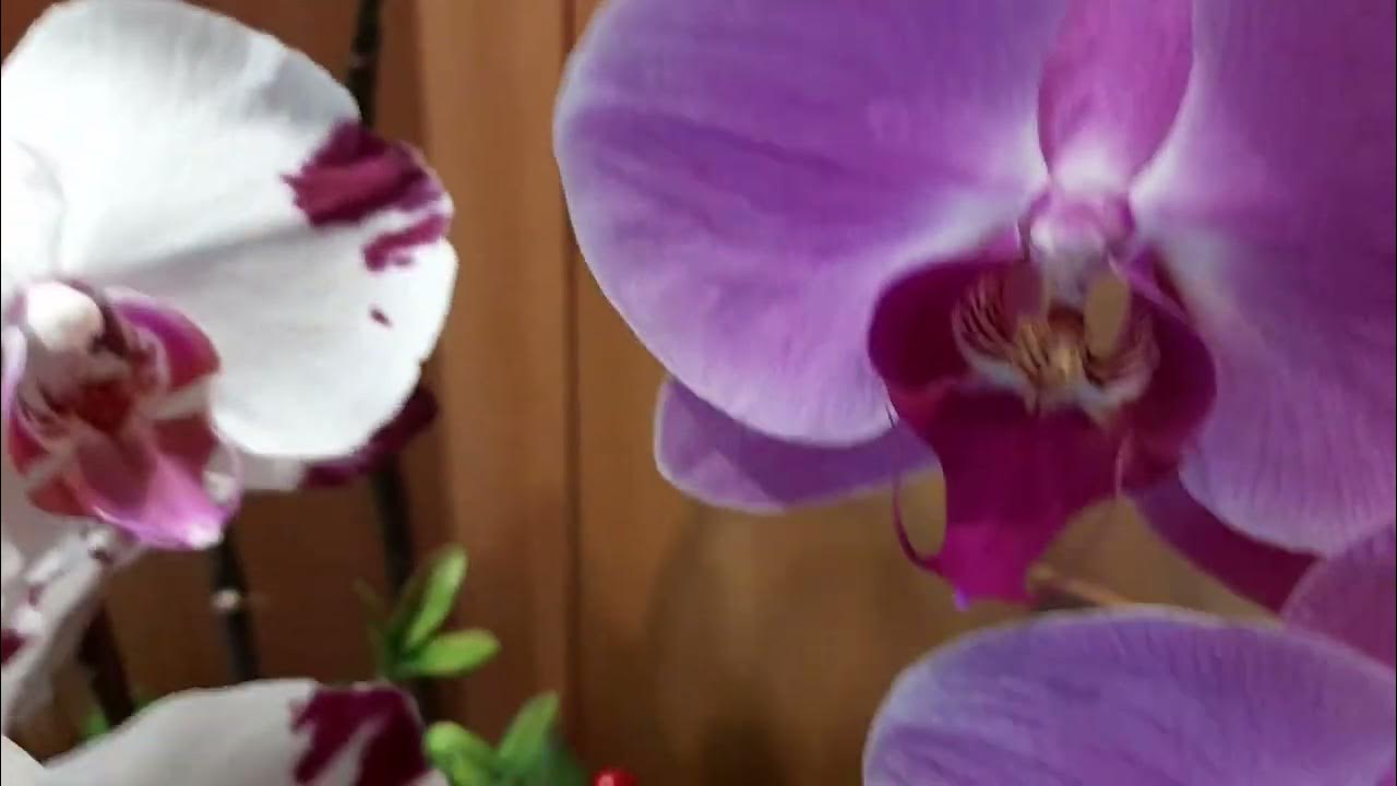collection amazing flowers #virginia - YouTube