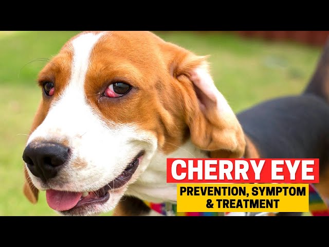 How Do You Prevent Cherry Eye In Bulldogs