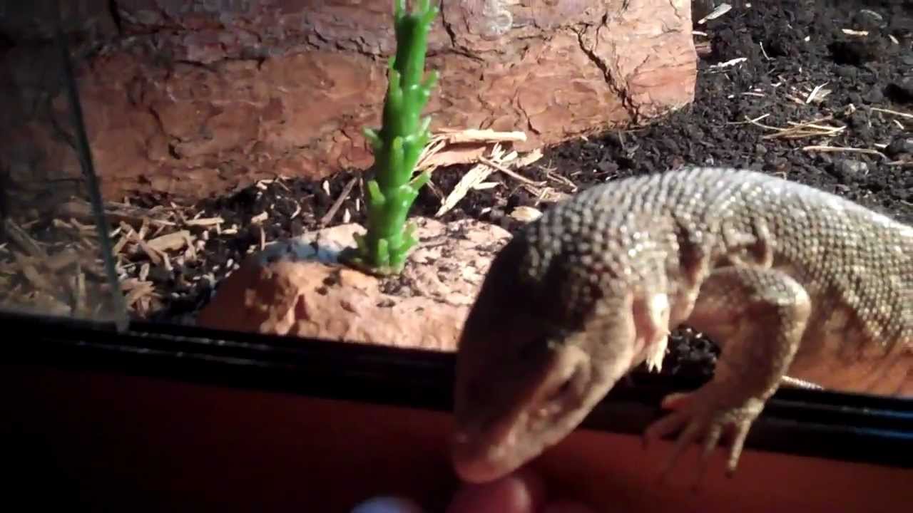 Savannah Monitor Caresheet + Monitor Lizards Tripoding for food - YouTube